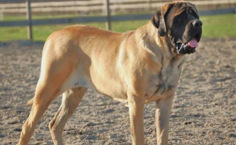 Better not to mess with them: 10 serious dog breeds - rasplove.com