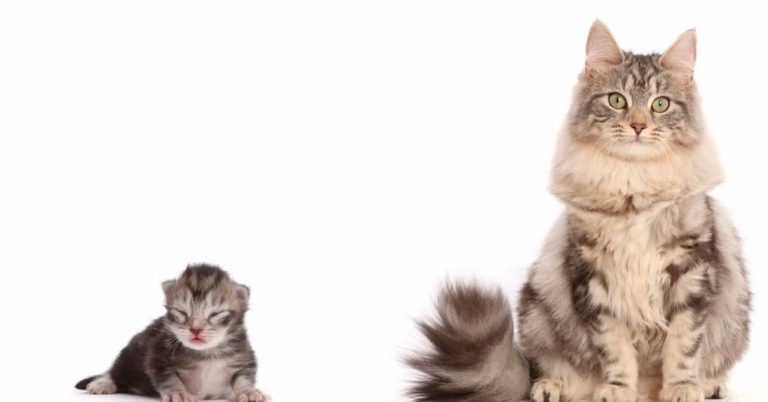 The photographer showed the cat growing up in an accelerated form, and ...