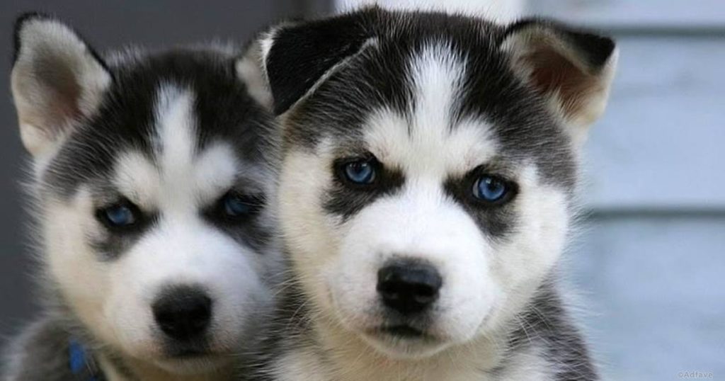 How do you tell a Husky from a Malamute at a glance? - rasplove.com