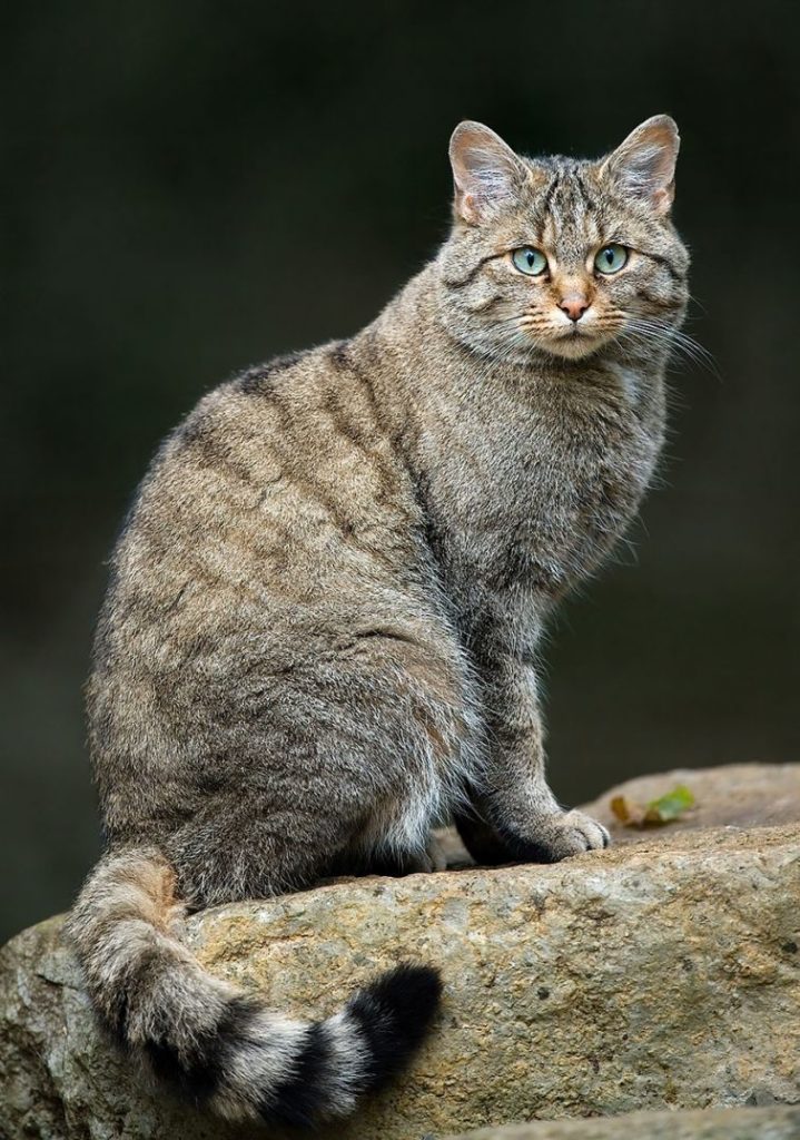 20 rare wild cats you probably didn't know about - rasplove.com