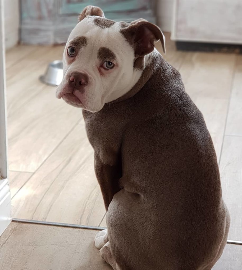 19 animals whose rare and unusual coloration causes amazement ...