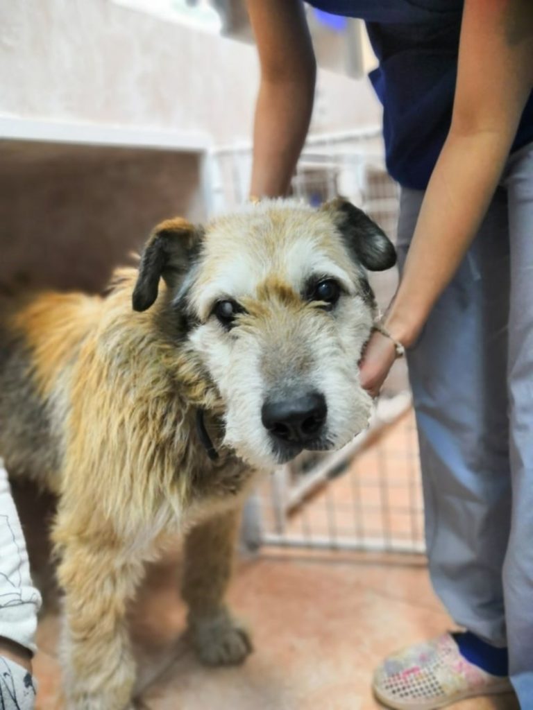 The train was rushing toward the dog, and the dog couldn't get away ...