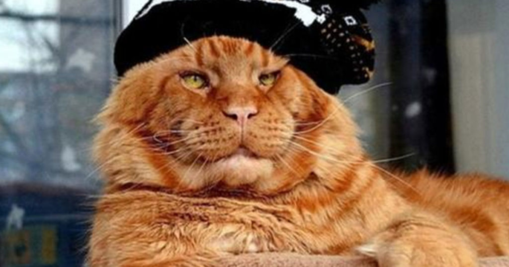 What do a Maine Coon and a human have in common? The 10 most striking ...