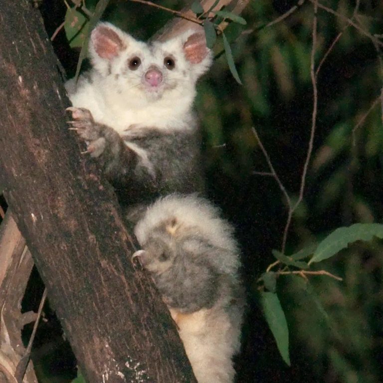Couscous are the cutest animals that look like soft toys - rasplove.com