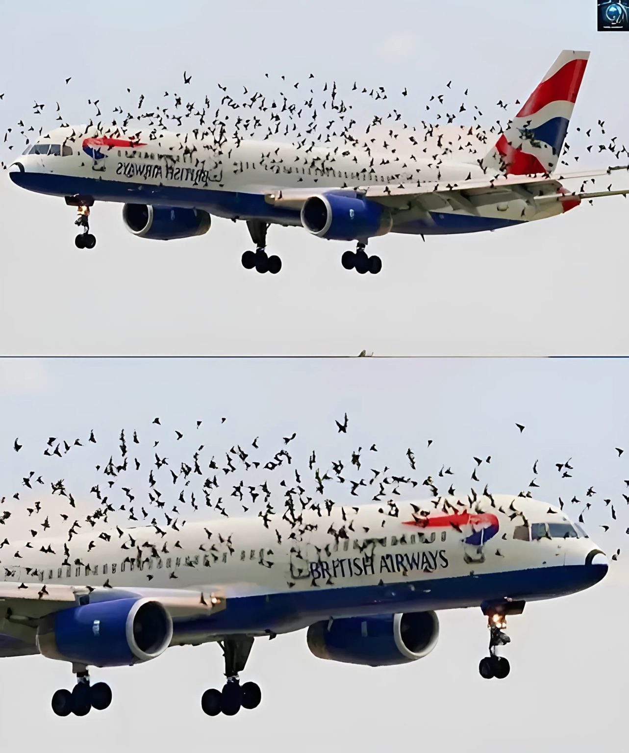 Pilot's emotional reaction when he discovered why the birds were flying ...