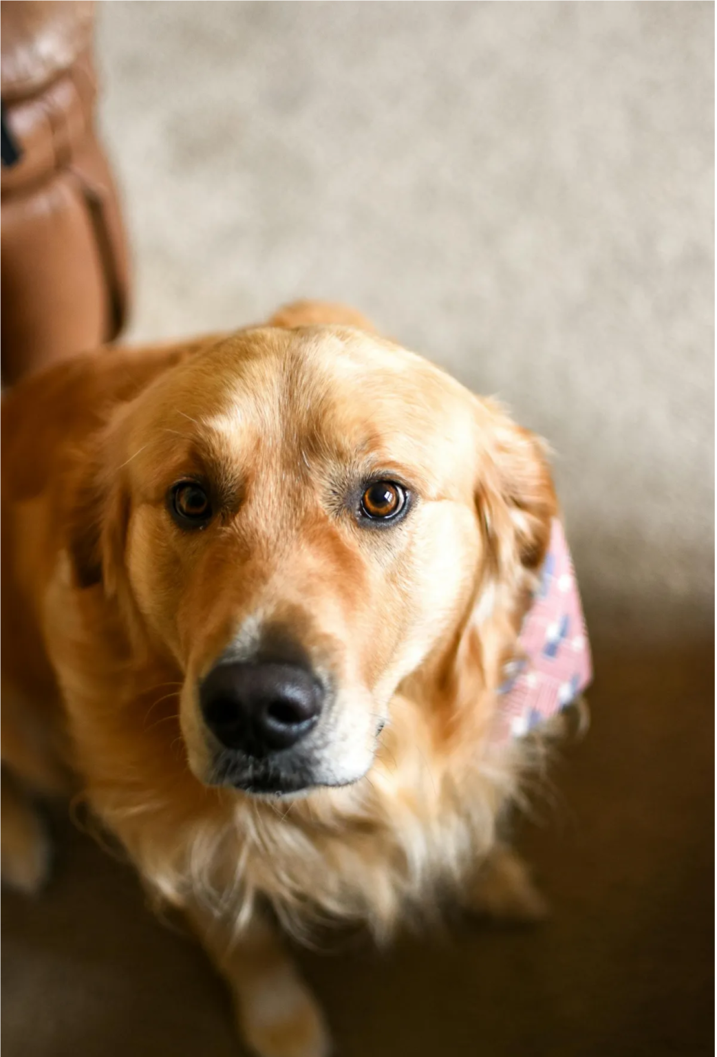 We almost gave away our golden retriever because he barked at the nanny, but then I watched the ...